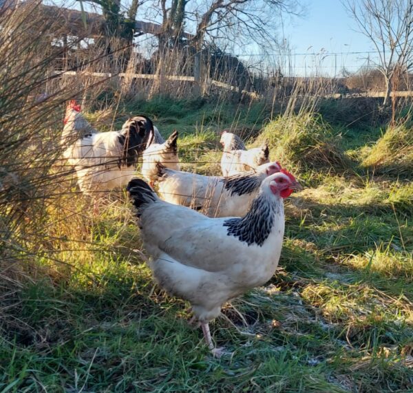 Light Sussex Chick - Hatch Date 28/04/2026 - Poultry Pals